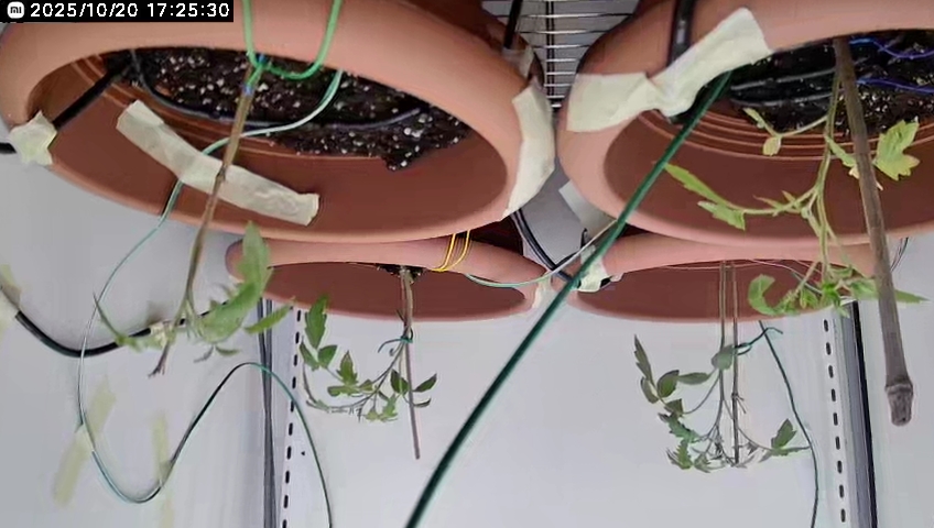 CC Plant Annotation - Roboflow Universe