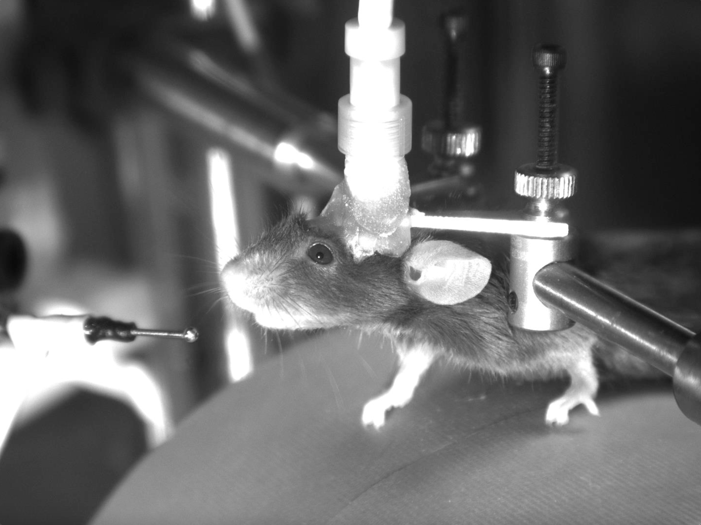 Pupillometry Object Detection Model by PupilML