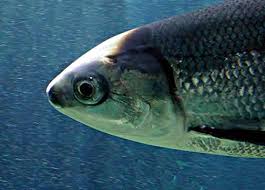 Kaggle-Fish-Detection Instance Segmentation Dataset (v1, 2023-12-14 10:35am) by Innoweave