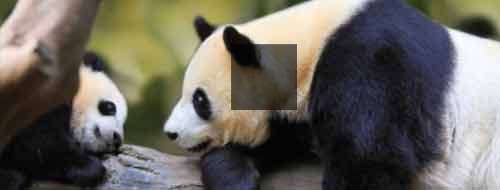 Captcha Border Detection Object Detection Dataset And Pre Trained Model By Ravizhan