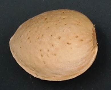 Almond Classification Dataset by project-8qhhw