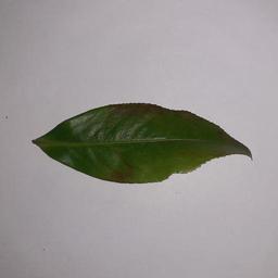 Leaf Instance Segmentation Model by Leaf