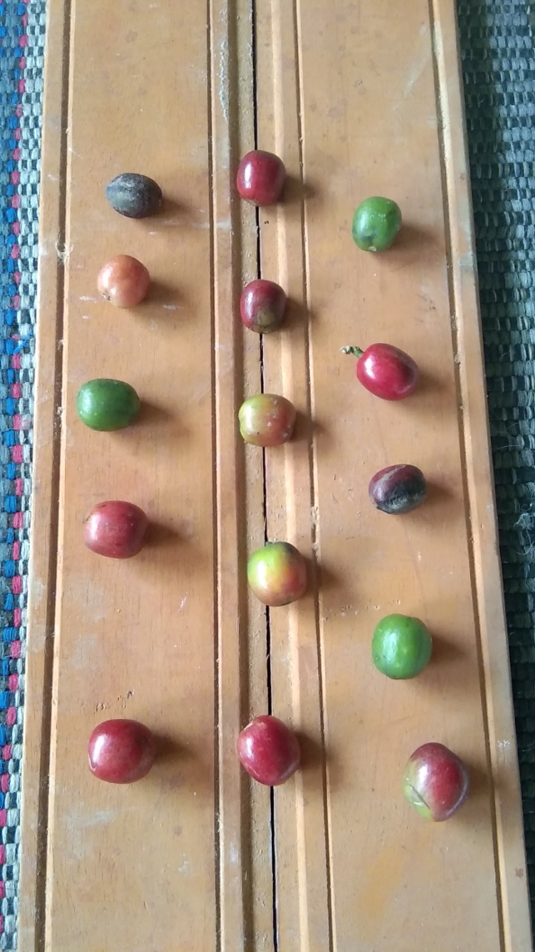 ogani - Roboflow Universe