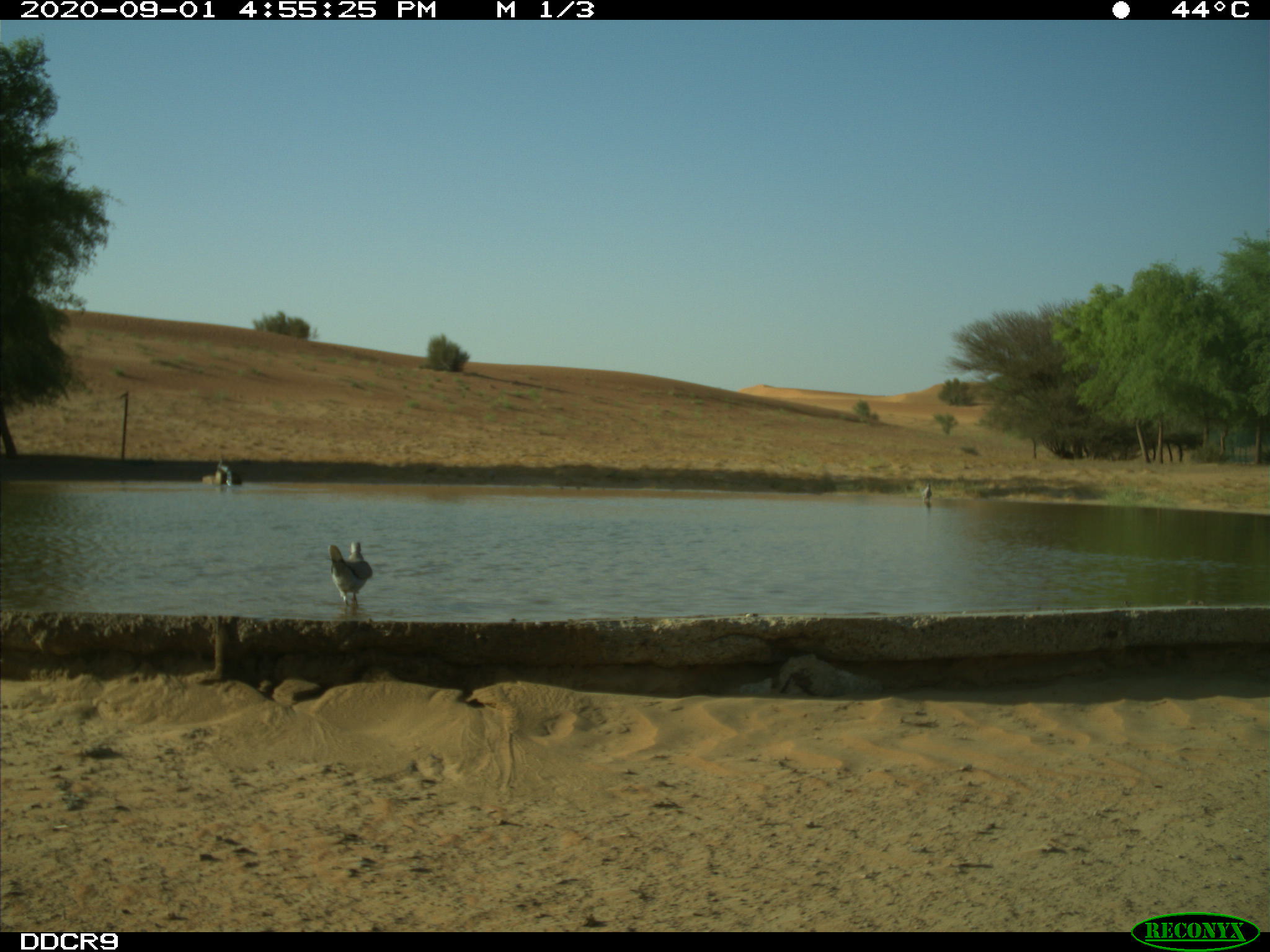 wildlife Object Detection Model by wildlife