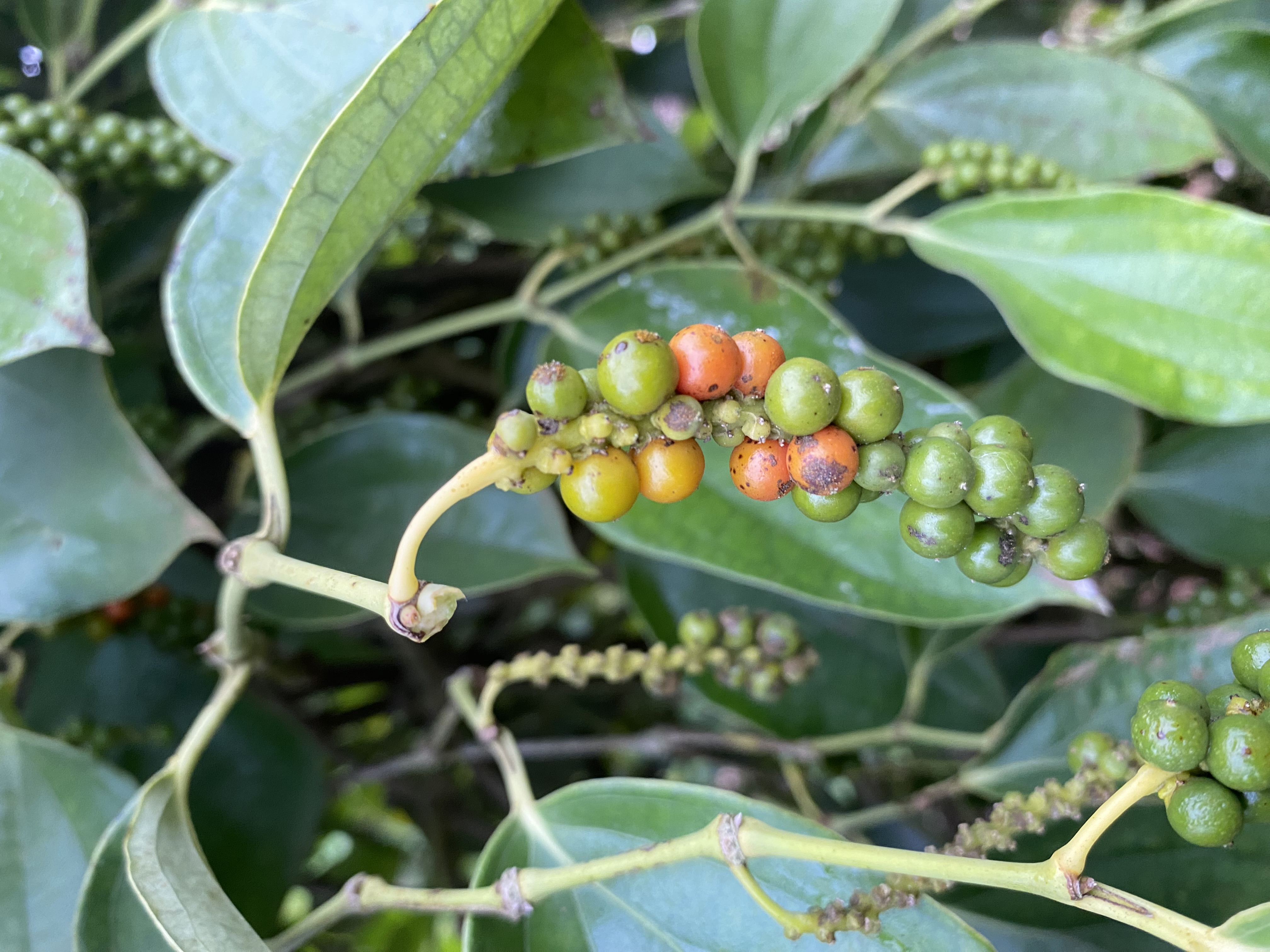 gabungan merged dan validation Instance Segmentation Model by Unhas