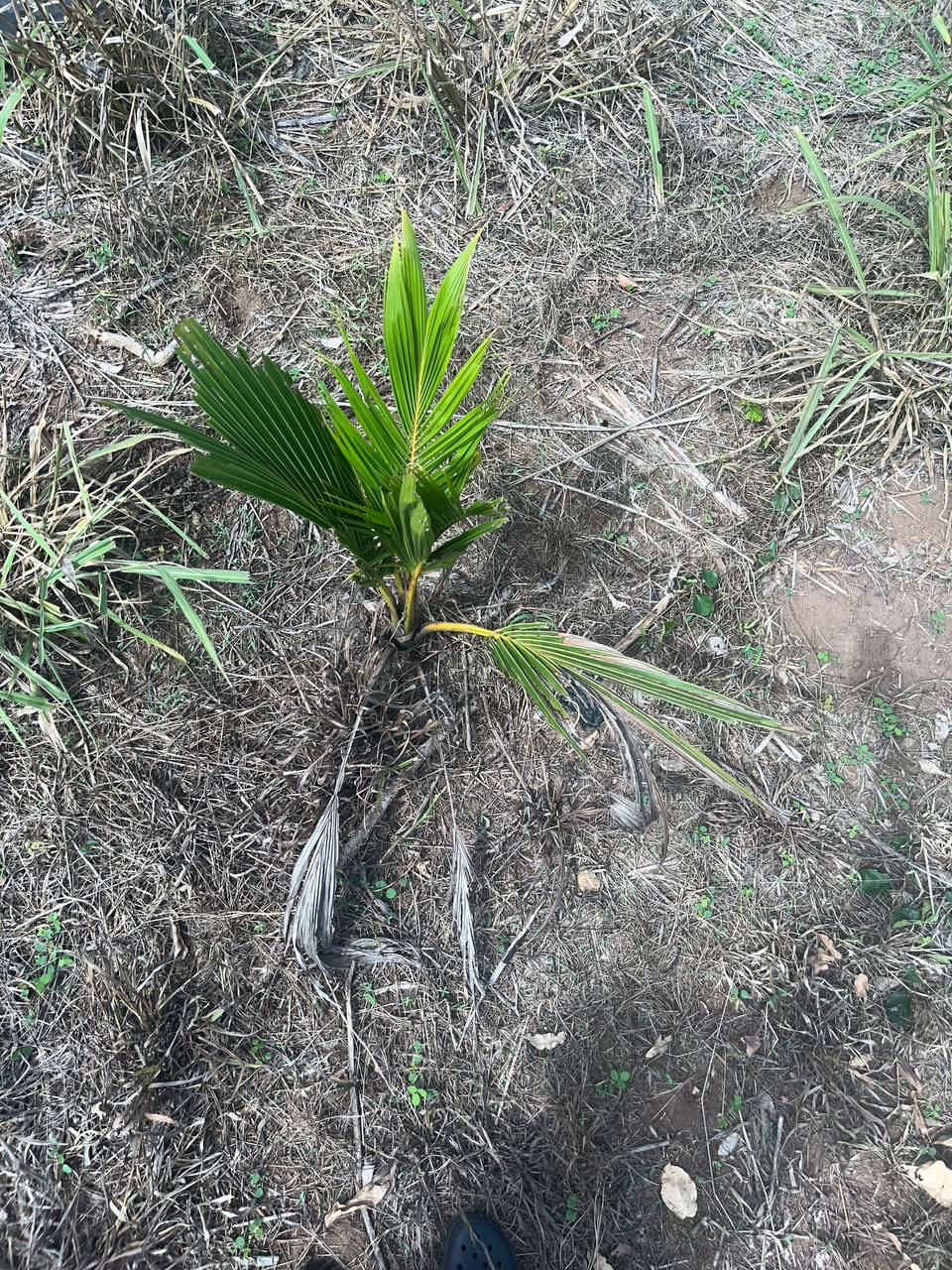 Coconut Plants Object Detection Model by skaigreen