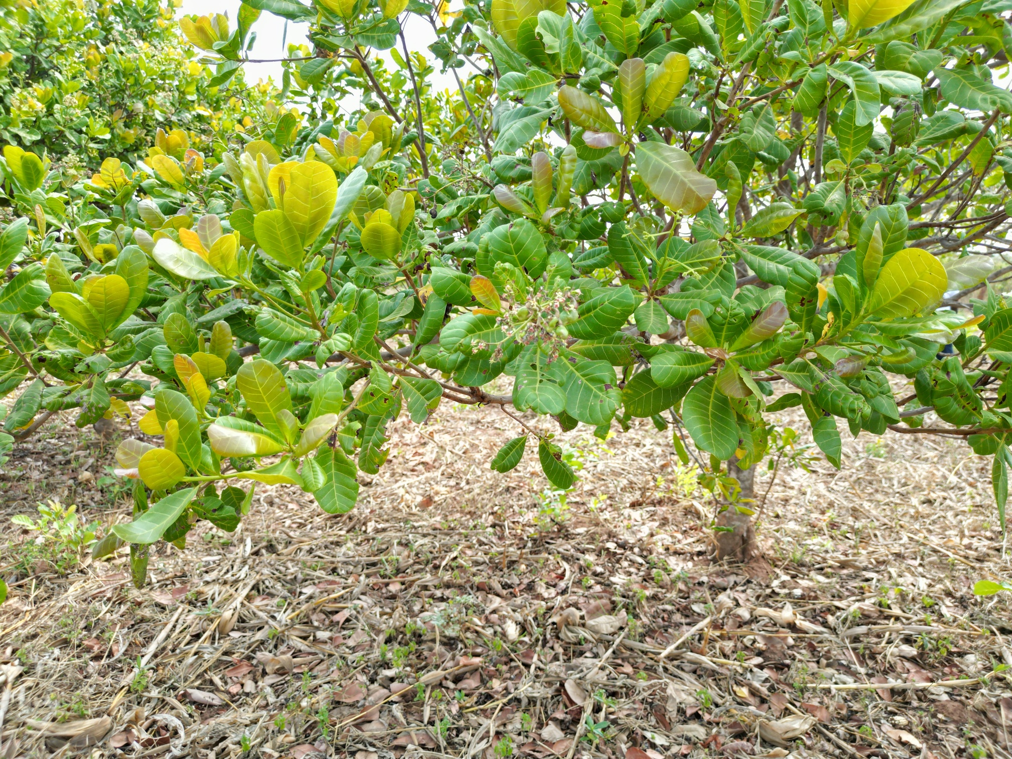 final Object Detection Model by final