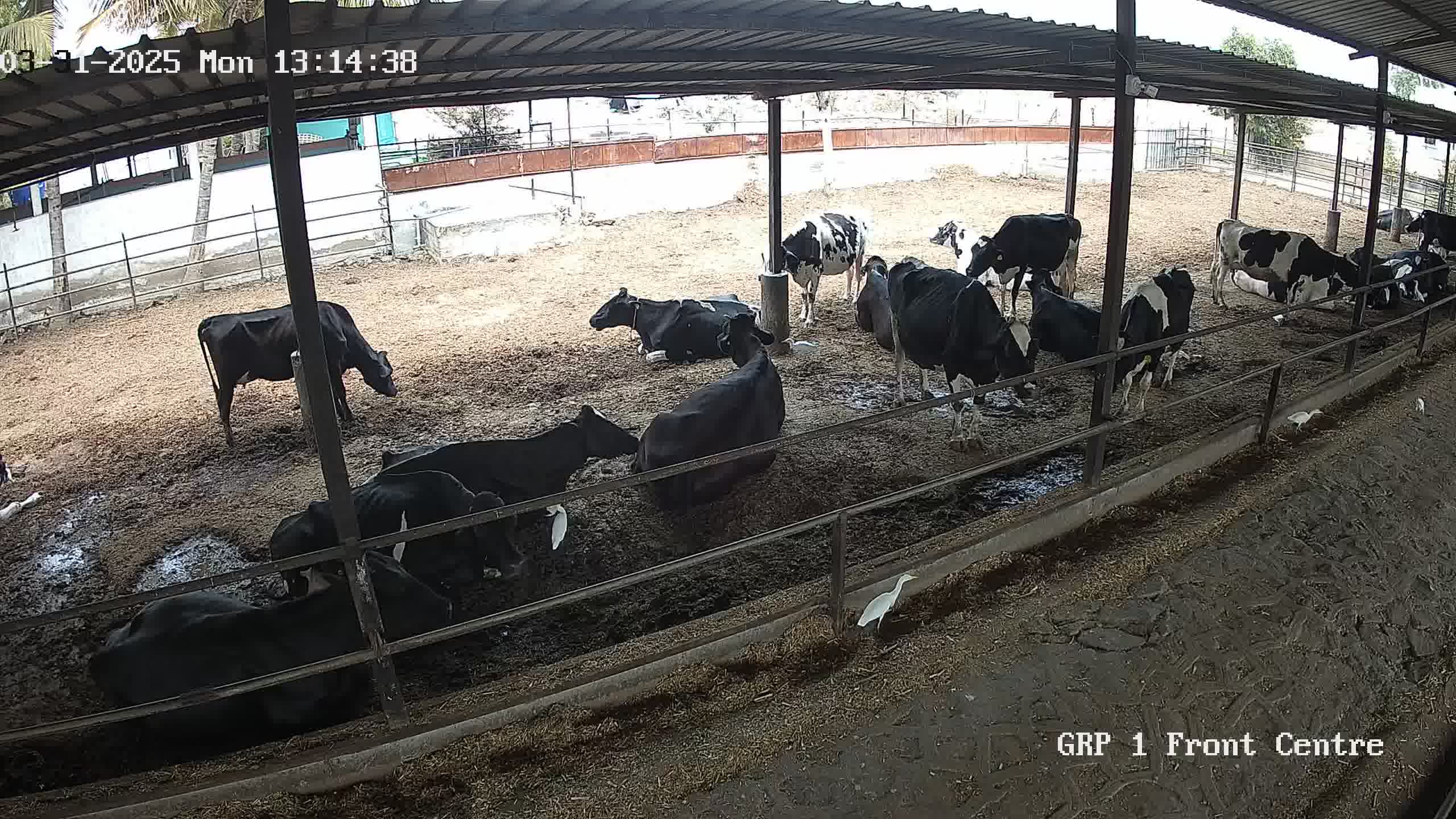 Cow Detecion Object Detection Dataset By Cow Detection