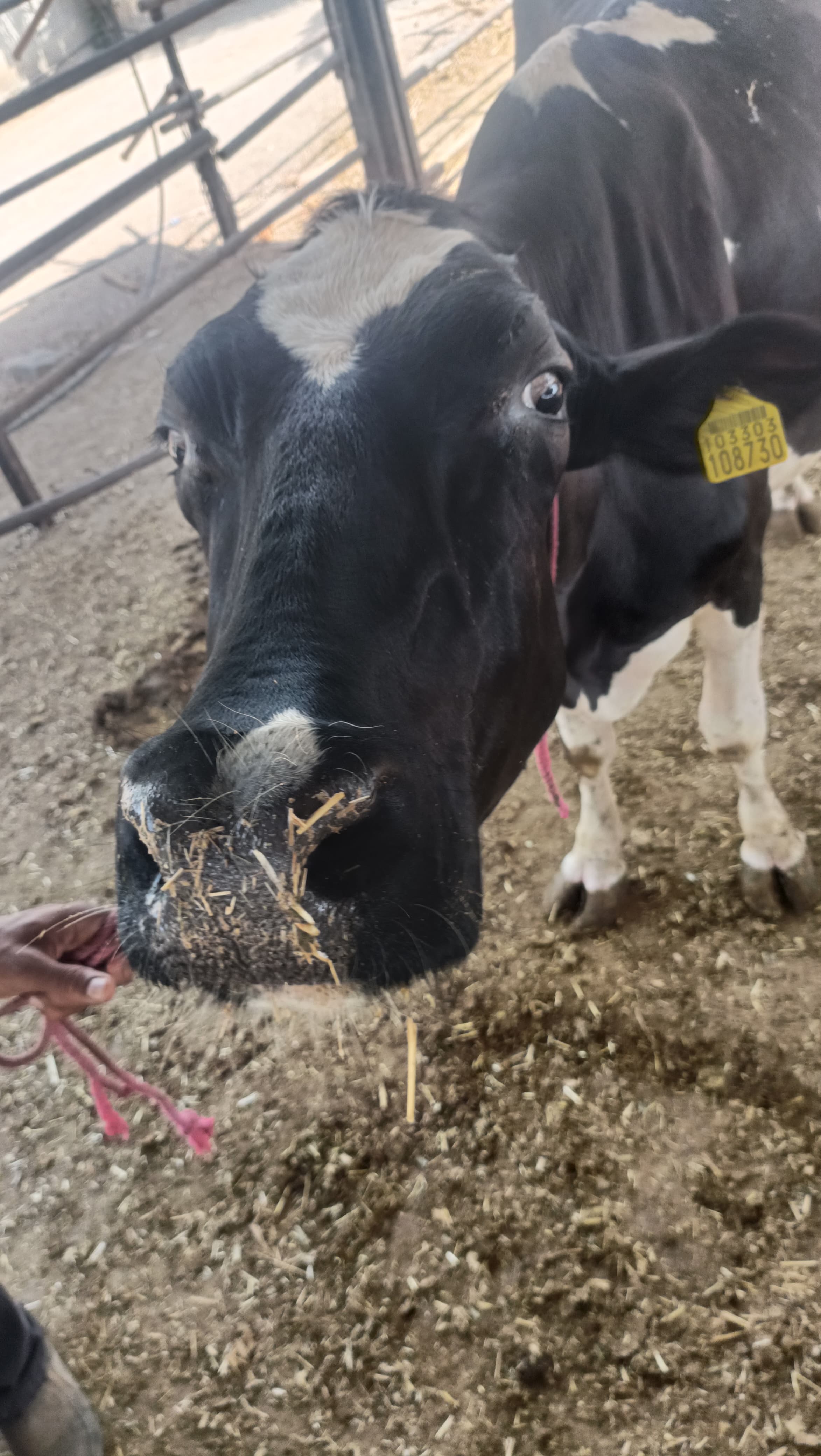 Cow Face Detection V2 Object Detection Dataset By Cow Detection