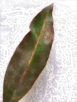Mango Leaf Diseases Classification Model by Mango Leaf Identification