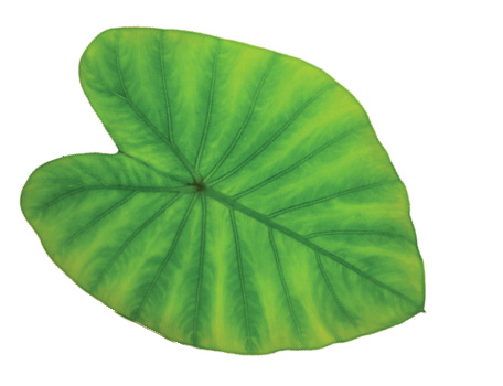 MangoLeafDiseases Classification Dataset and Pre-Trained Model by Mango ...