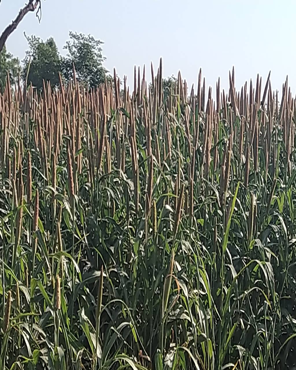 test classification Classification Dataset by trusha