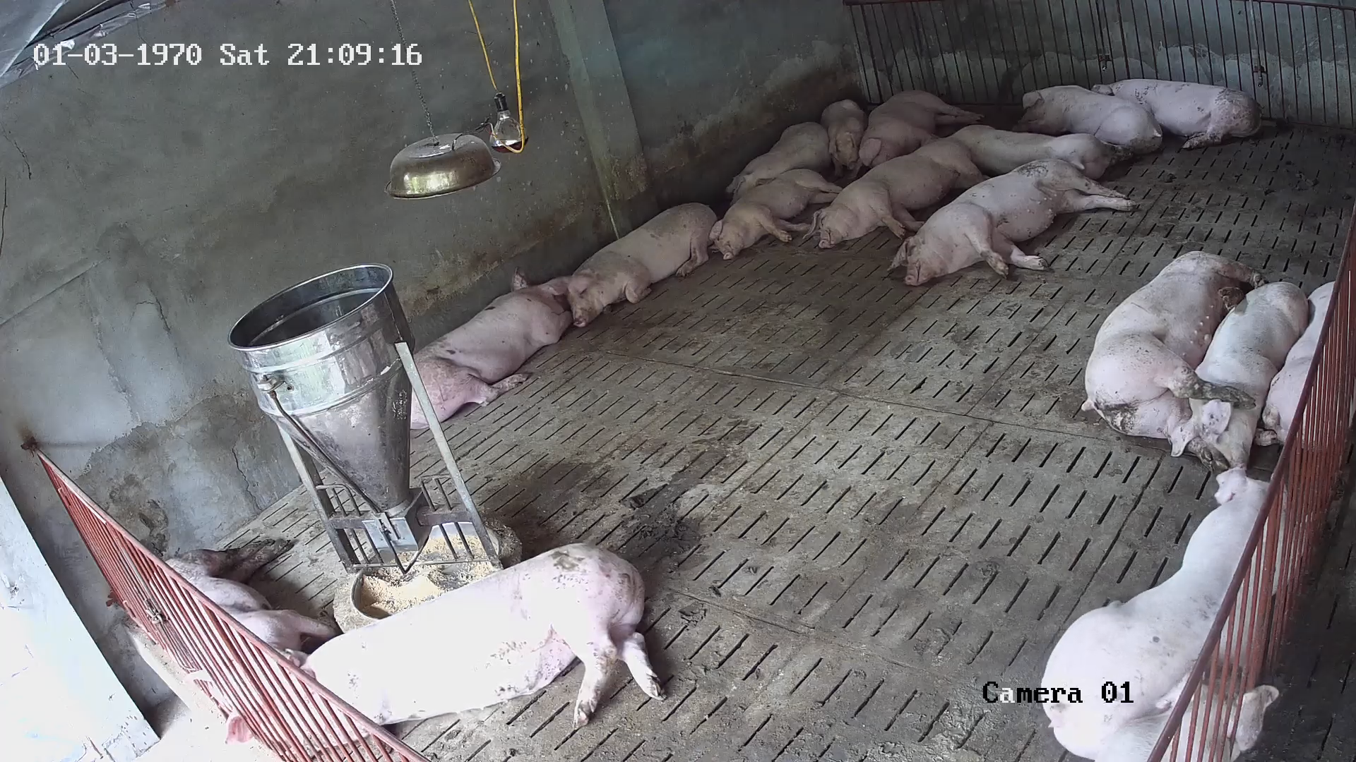 pig Object Detection Dataset by g