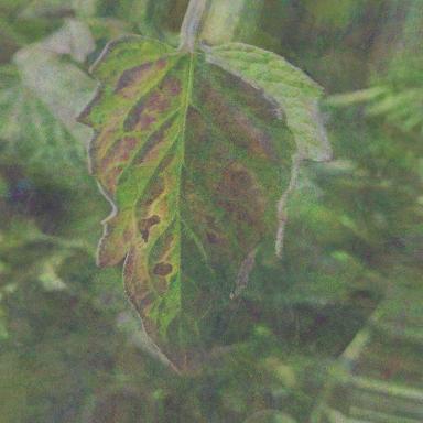 Tomato Biotic Stress Classification Object Detection Dataset by ...