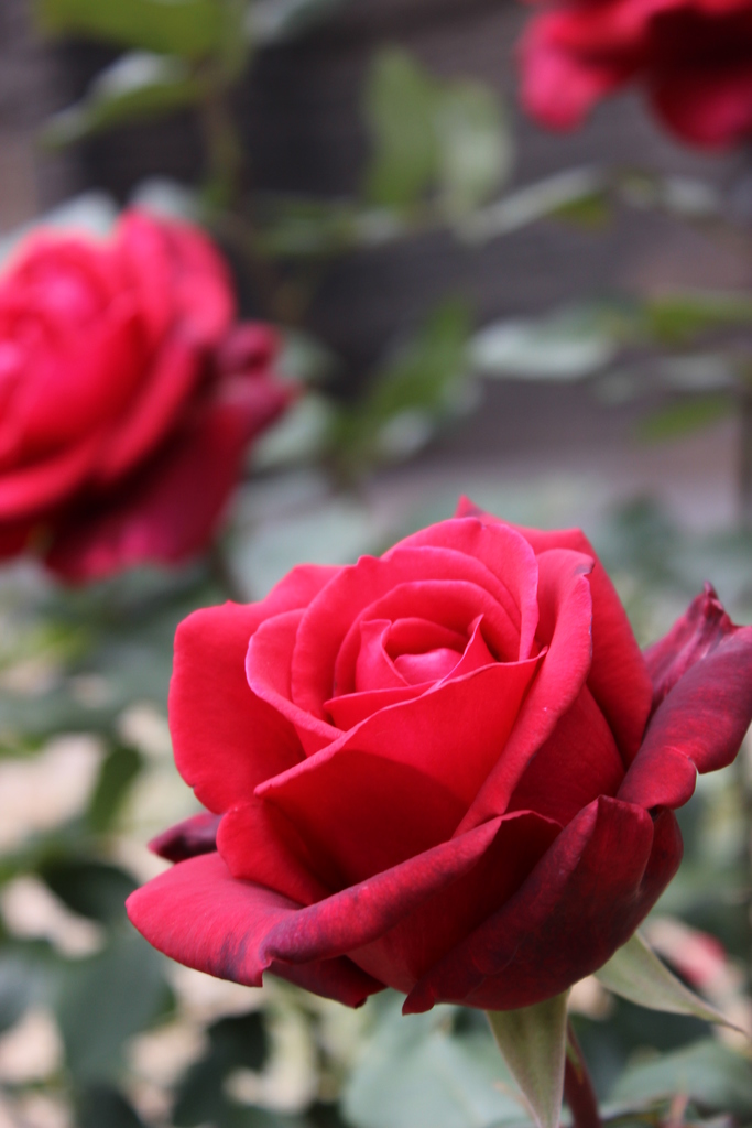 rose Object Detection Dataset by miloaisdabest