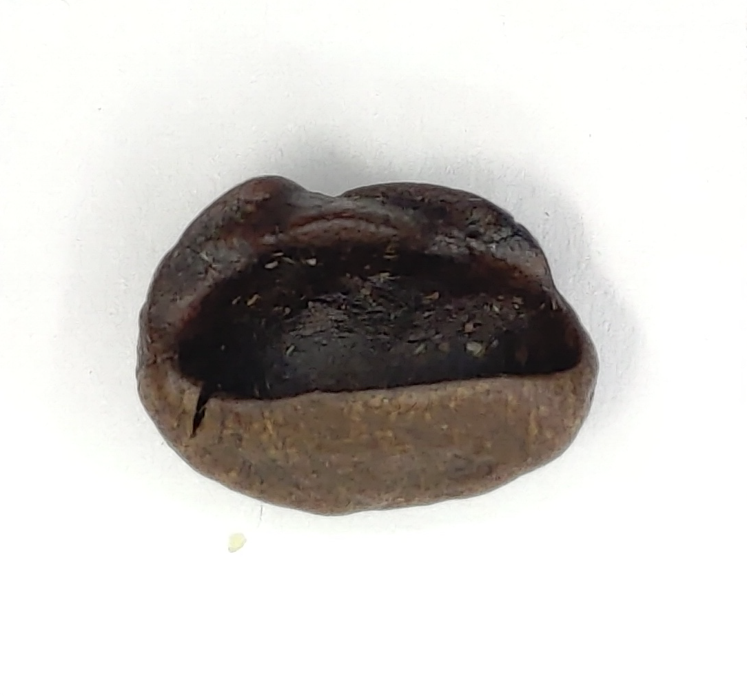 Roasted Coffee Bean Defect Detectionandy - Roboflow Universe