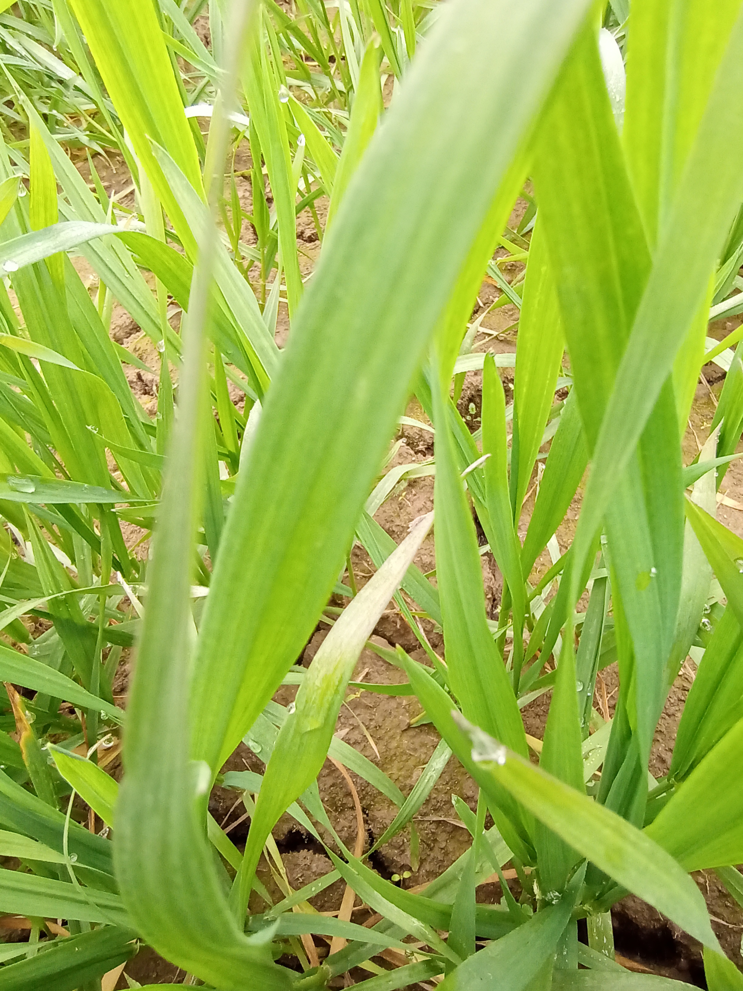 Wheat Plant Object Detection Model by final year project