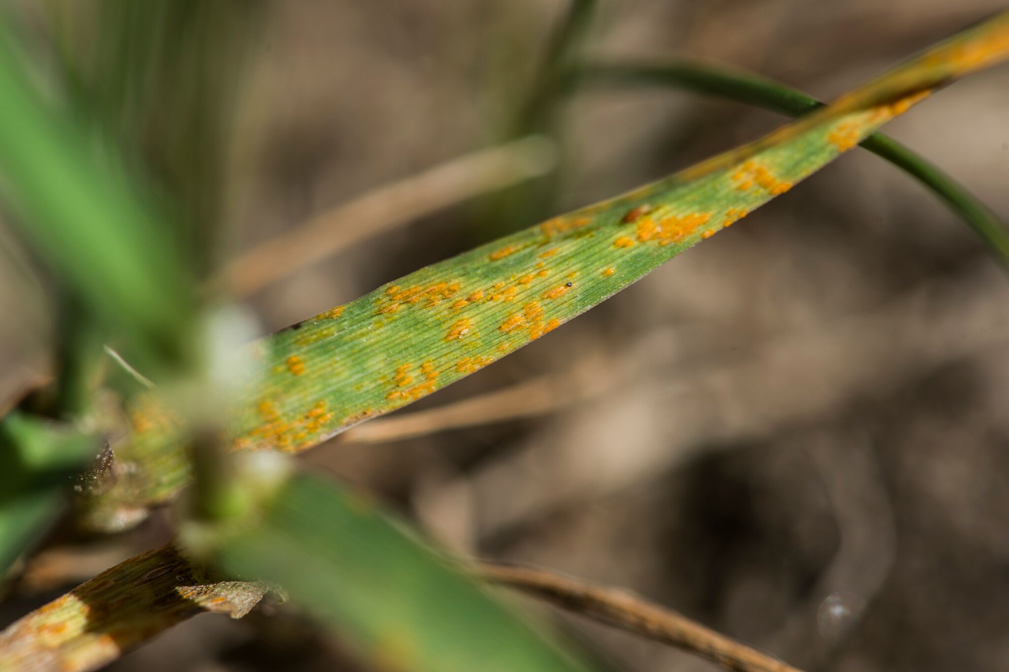 How to Use the Wheat plant diseases Object Detection API