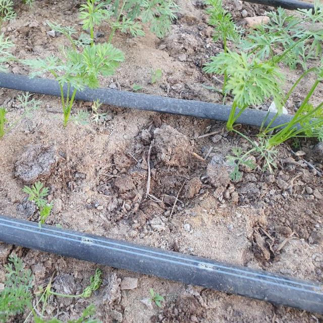 Weed Object Detection Model by Letspro