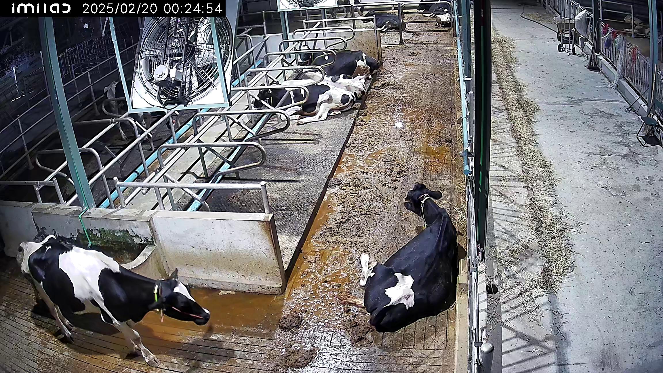 Cow Behavior Identification Object Detection Model By Dairy Cow