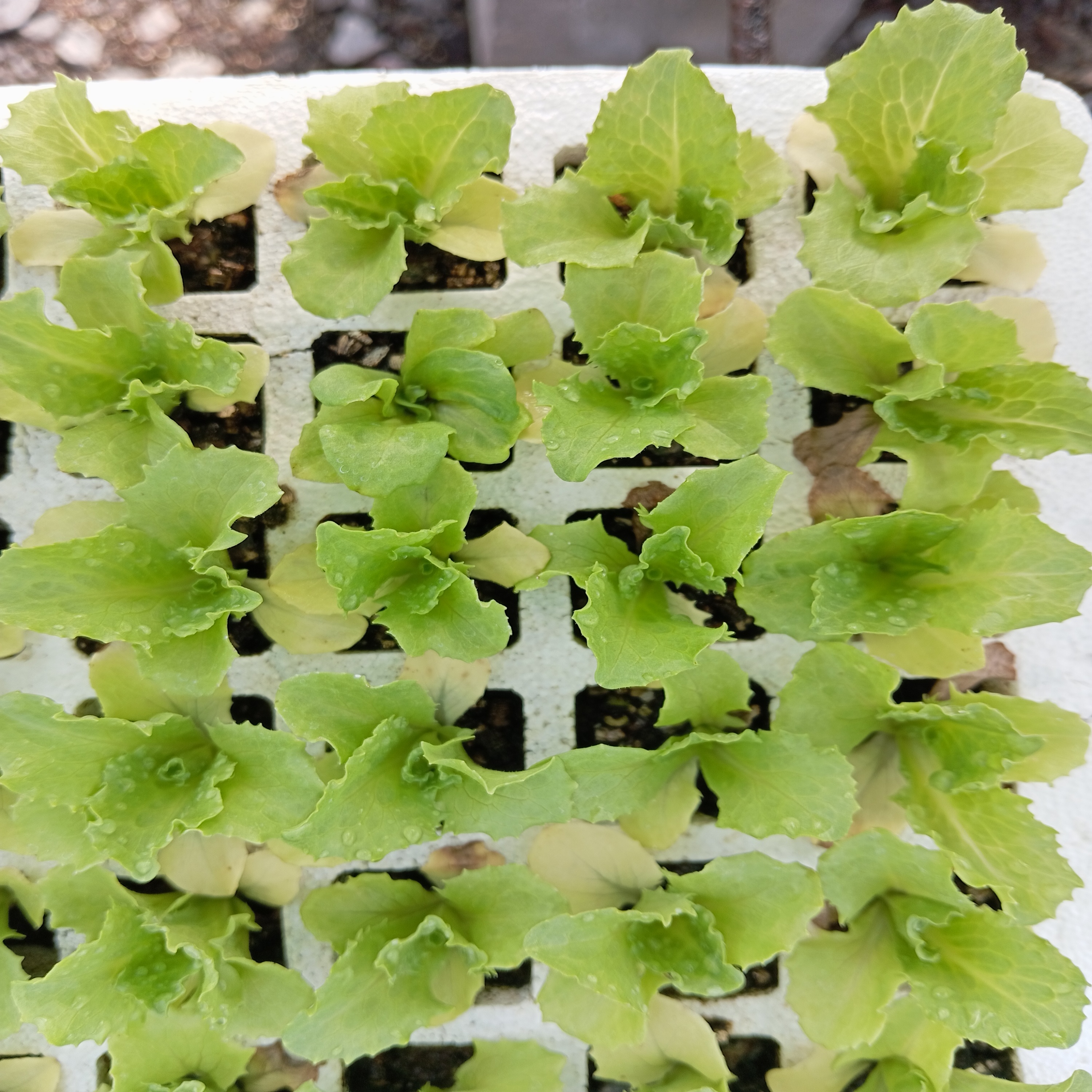 Let_Rod Object Detection Dataset by AlfonsoRmz