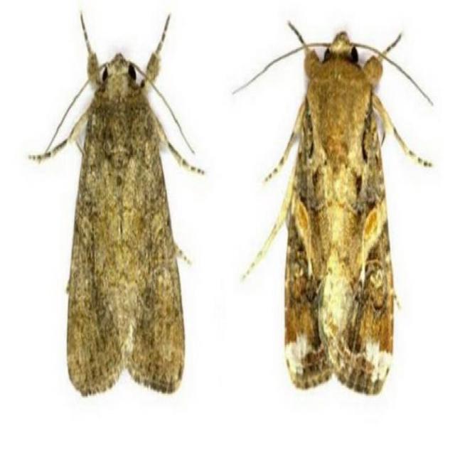 caodi1 Object Detection Dataset and Pre-Trained Model by deeplearning