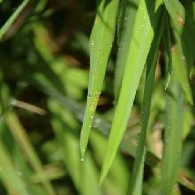 Rice Leaf Disease Segmentation Instance Segmentation Dataset By Javeria