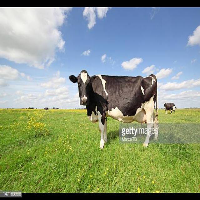 Cattle-body Instance Segmentation Dataset and Pre-Trained Model by ...