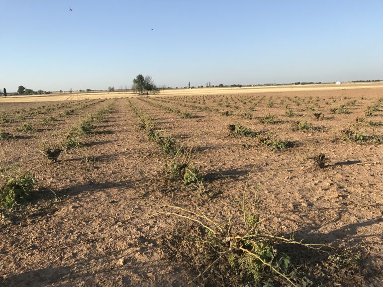 Deteccion Palomas Object Detection Dataset By Practicas