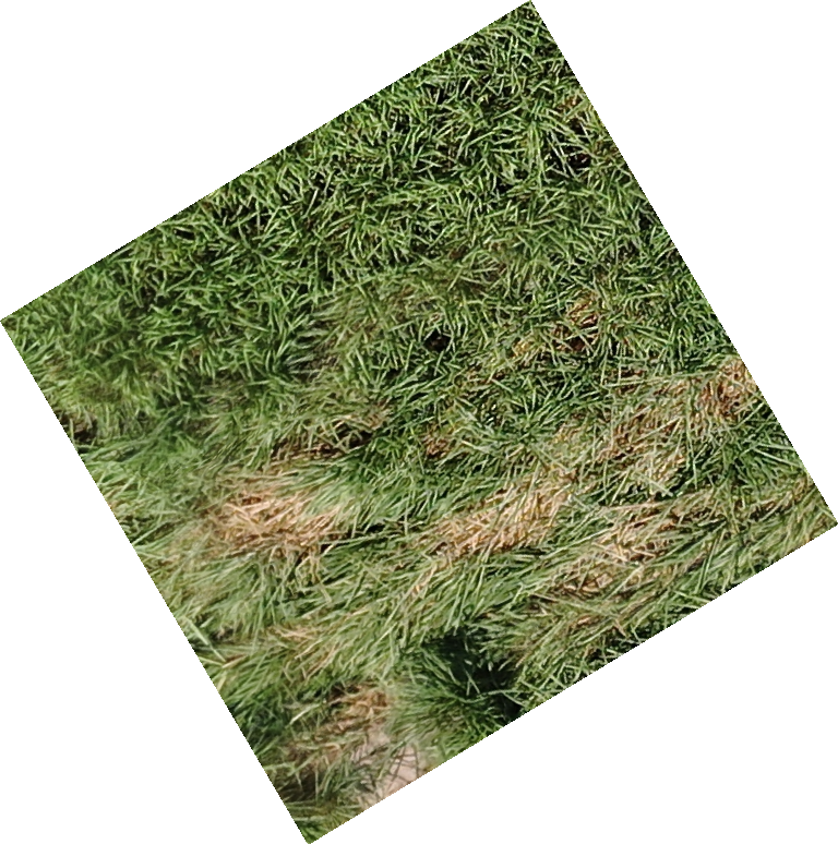 Sugarcane_Lodging Instance Segmentation Model by TanyaS