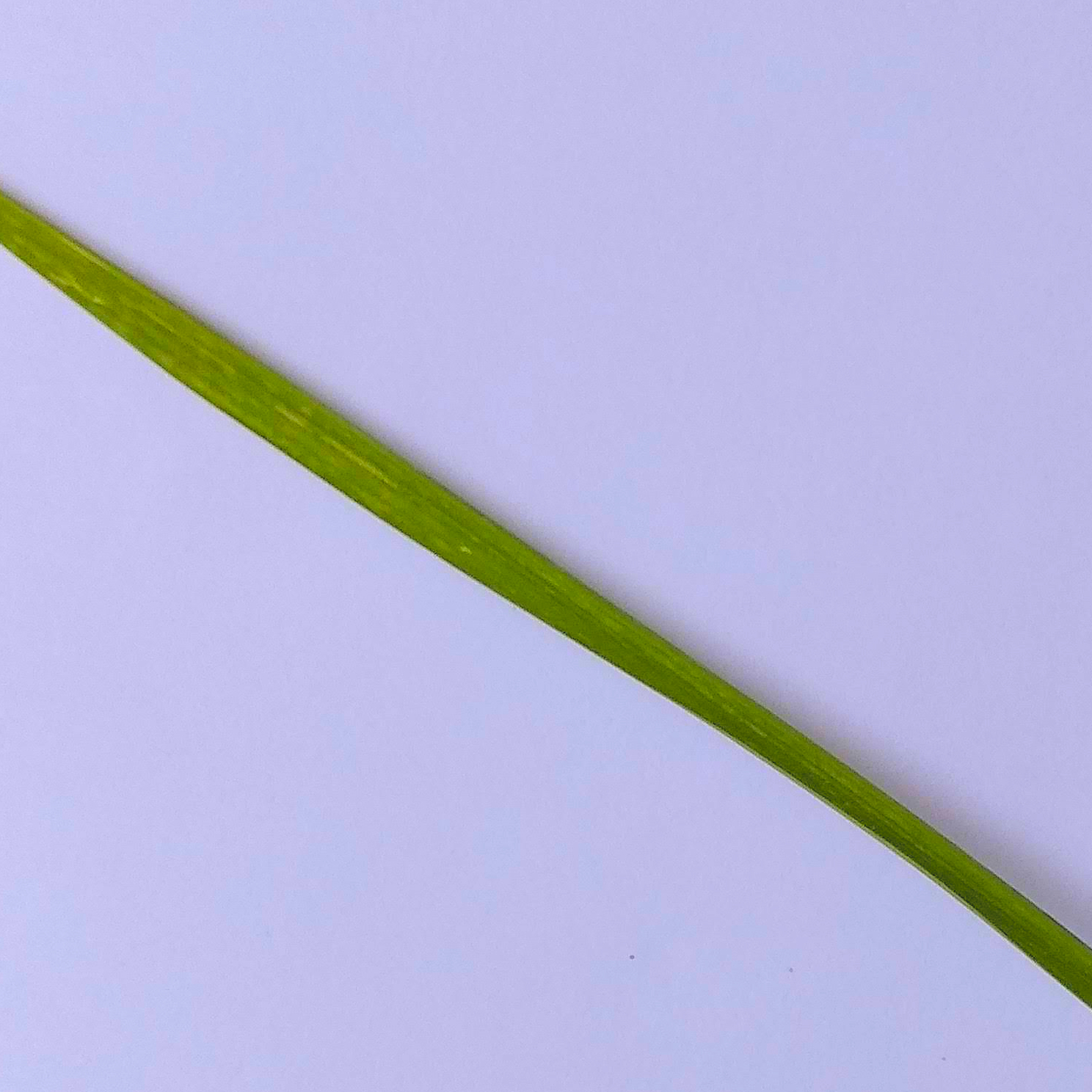 Top Hispa Datasets and Models | Roboflow Universe