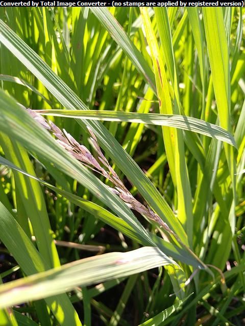 dead Object Detection Dataset by class2