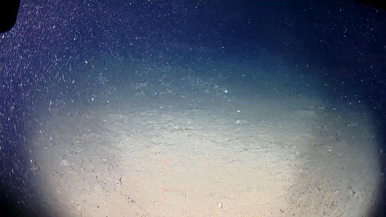 COD Object Detection Model by CREAIT