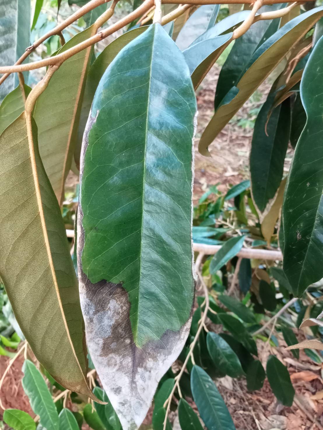 BurntLefu Instance Segmentation Model by Leafu