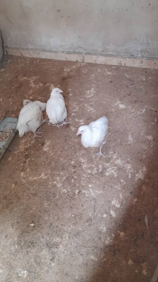 chicken Object Detection Model by Suraj Salihu