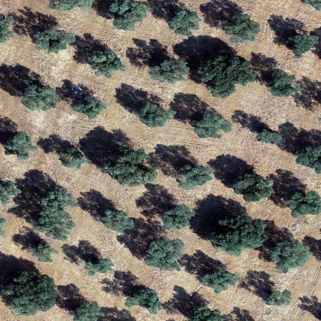 tree Instance Segmentation Dataset by Aviral