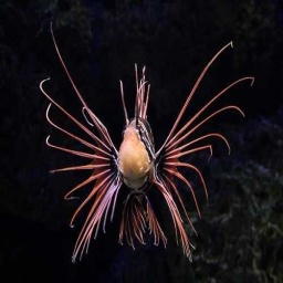 How to Use the lionfish Object Detection API