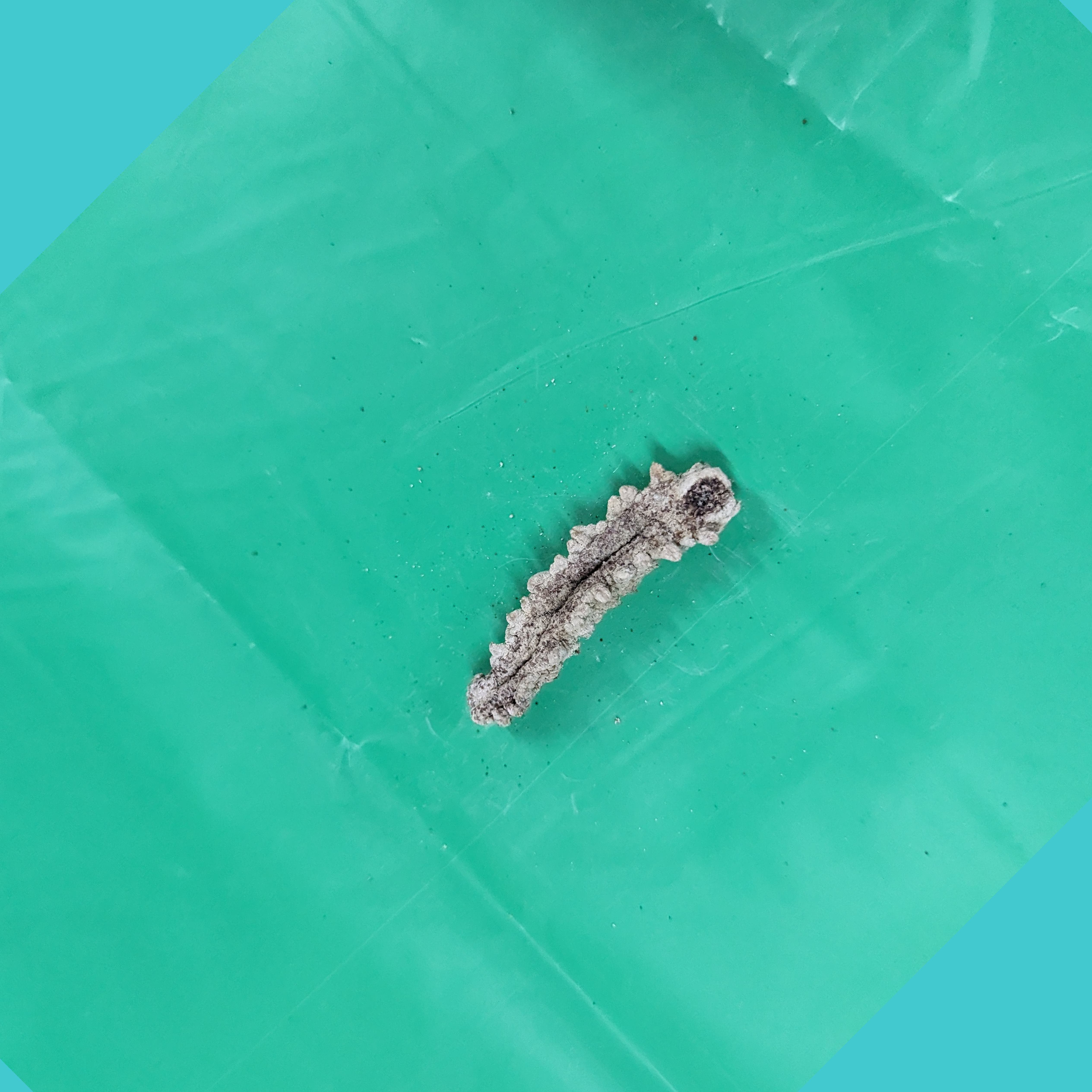 Sea Cucumber Object Detection Dataset By Shan Rathsarana