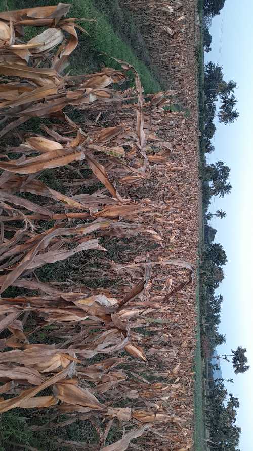 maize Classification Dataset by jenifer