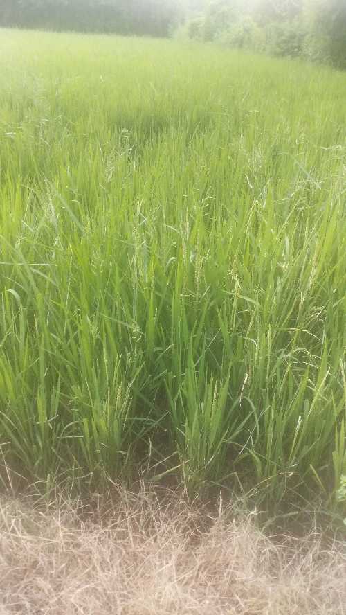 paddy Classification Dataset by jenifer