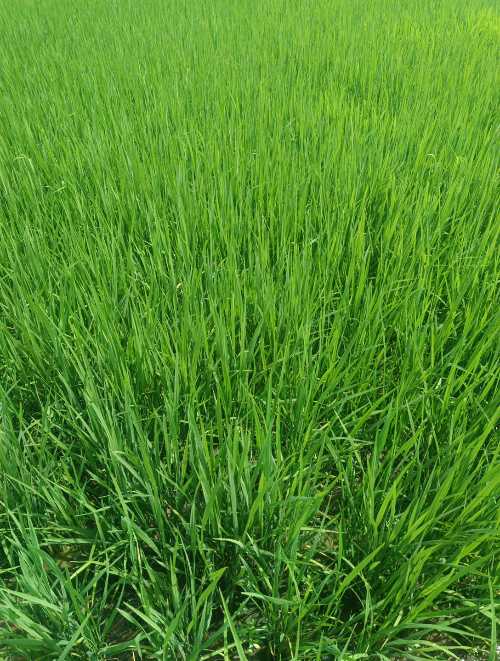 maize Classification Dataset by jenifer