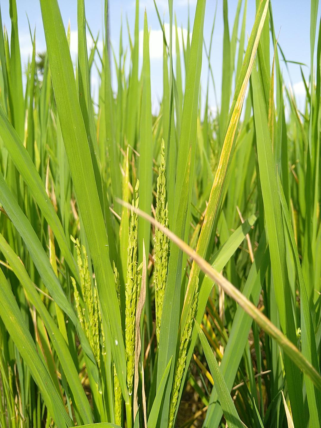 rice disease detection Object Detection Model by paddy disease detection