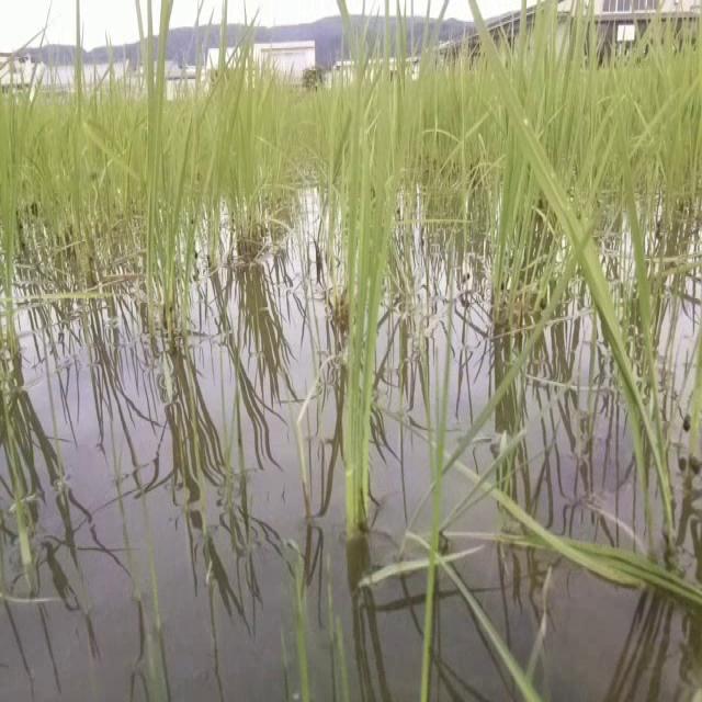 Omkar_ricecrop Object Detection Dataset by Omkar crop weed segmentation