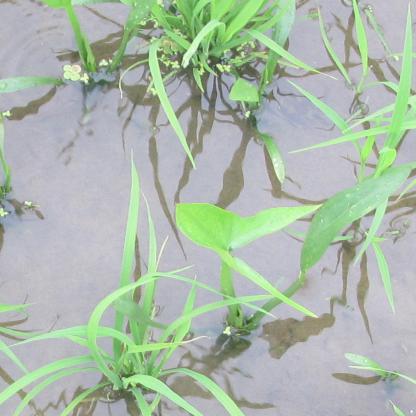 Crop weed segmentation Object Detection Dataset by Omkar crop weed segmentation