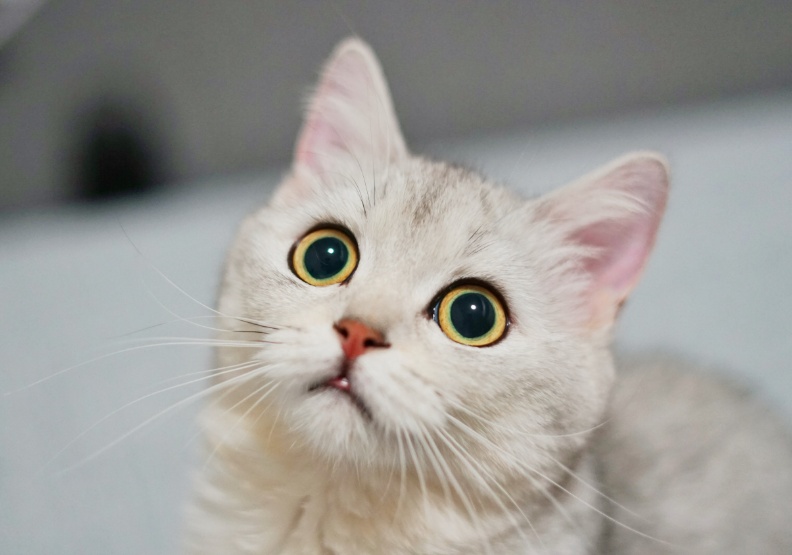 cat Object Detection Model by sharon