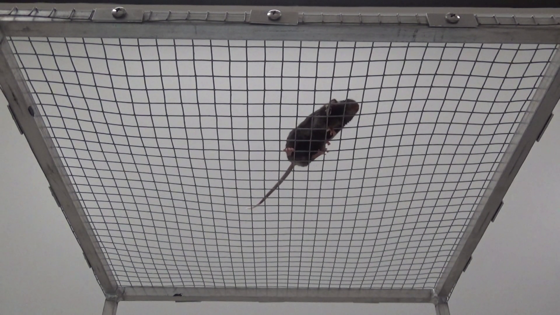 Mouse cubes Object Detection Dataset by OHRI