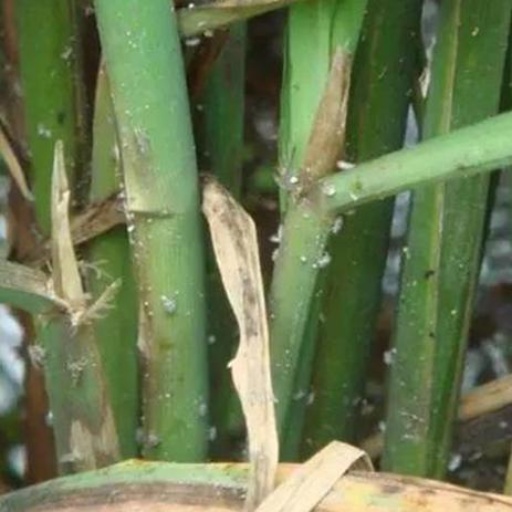 Pest In Grain Facilities Object Detection Dataset By Insect Datest