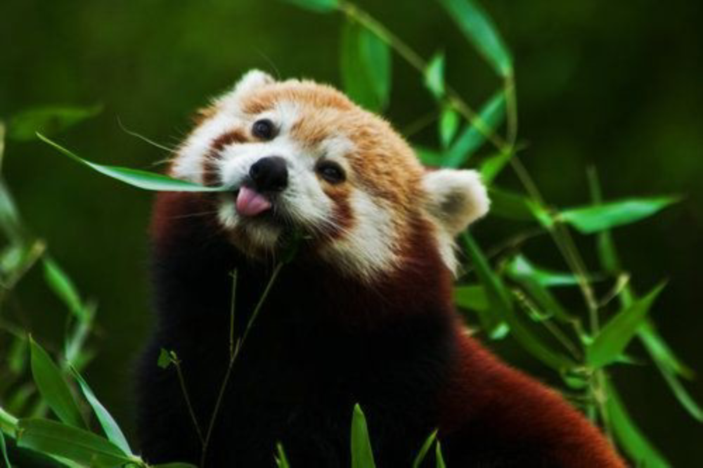 Our RED PANDA Object Detection Dataset and Pre-Trained Model by Gu trc 4 ng