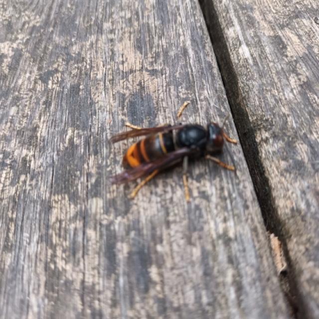 Bees And Wasp Object Detection Dataset By Laugier