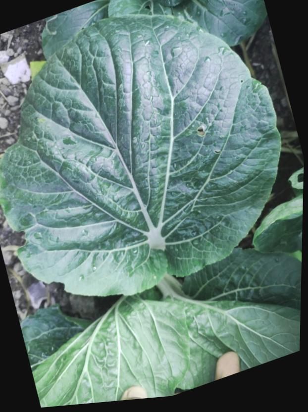 AQUAPONIX Object Detection Dataset by Thesis